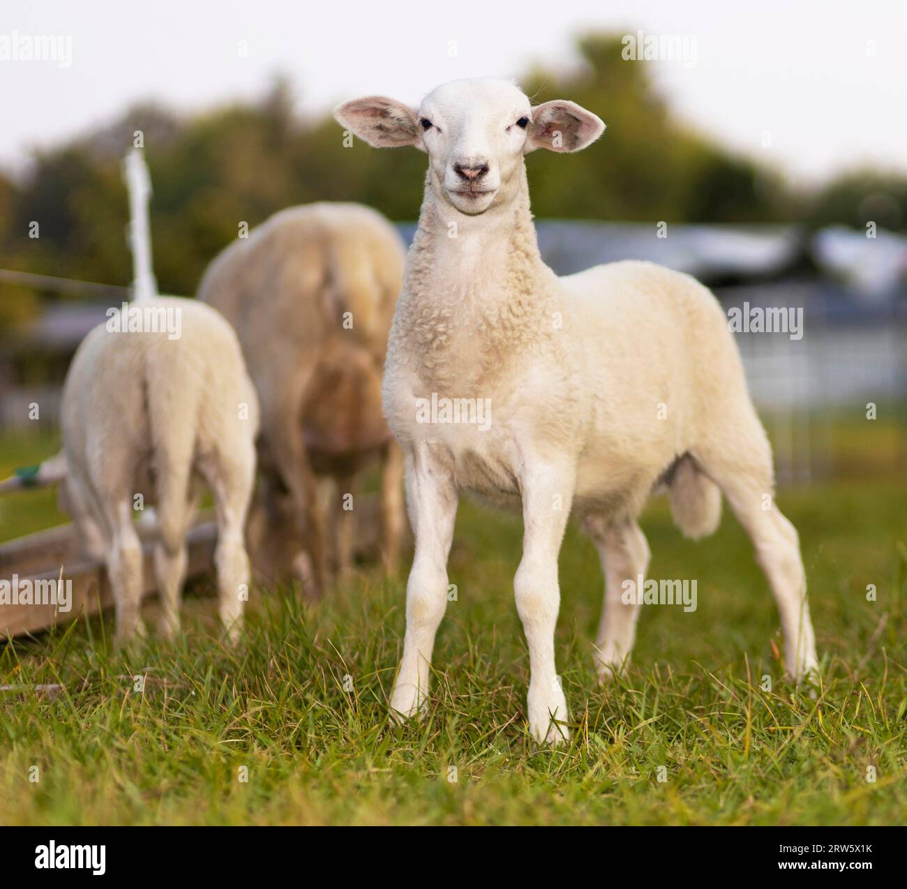 White face and legs sheep hi-res stock photography and images - Alamy