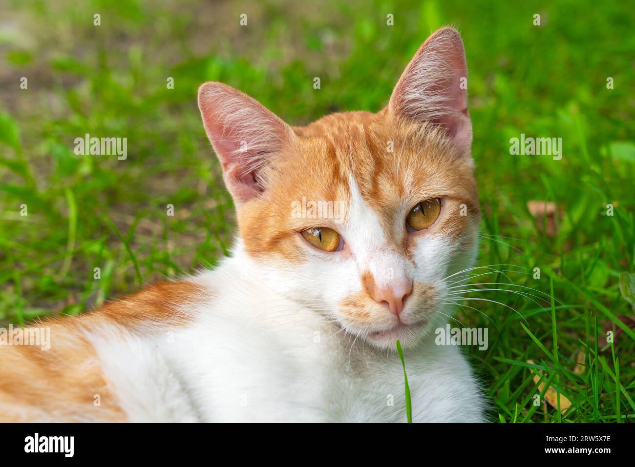 Portrait of a cute domestic cat Stock Photo - Alamy
