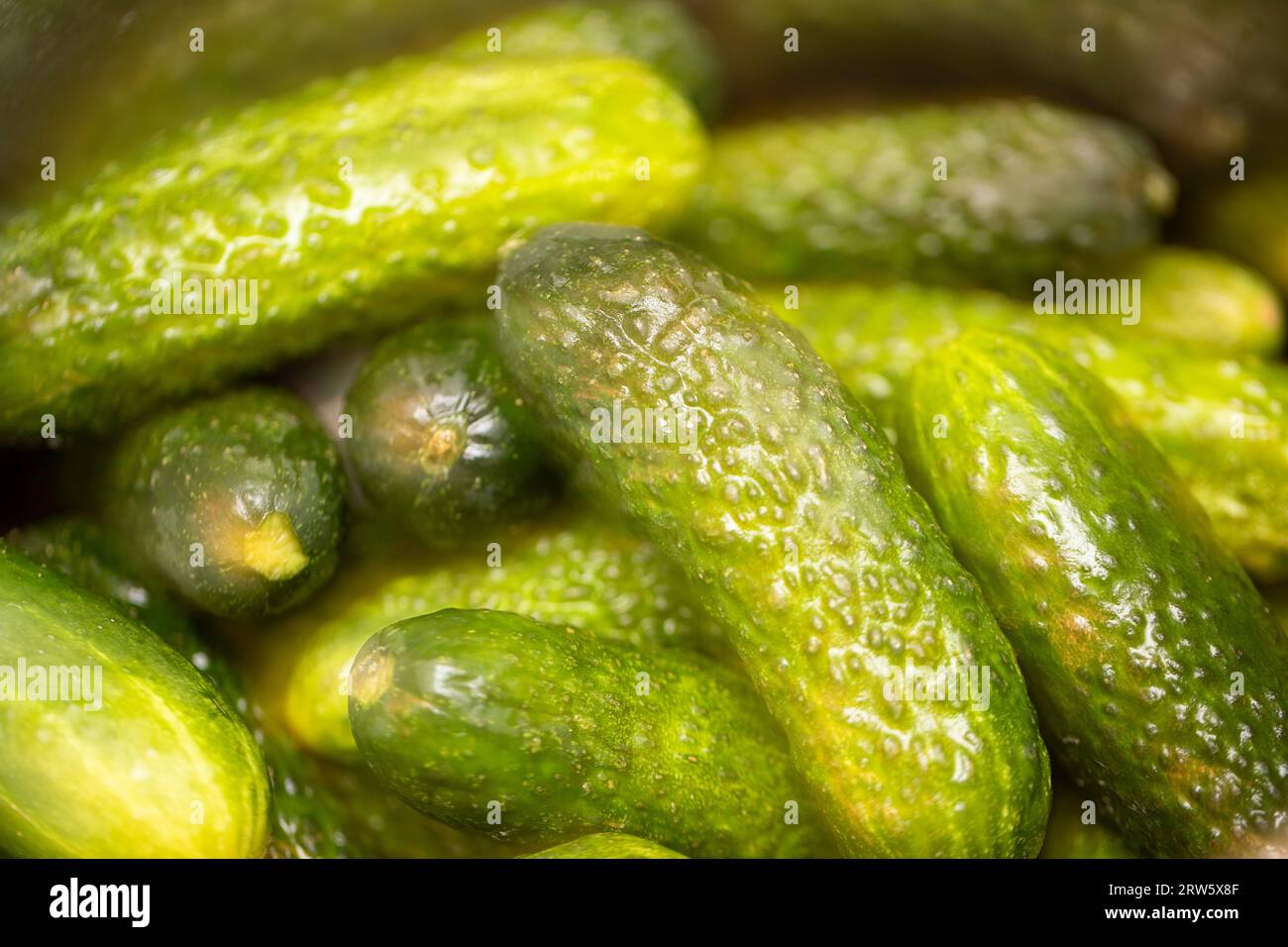 Cucumbers for pickling, green vegetables. Fresh green cucumbers Stock ...