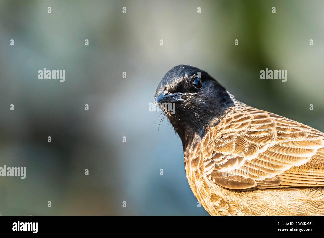 Red vented bulbul exotic hi-res stock photography and images - Alamy