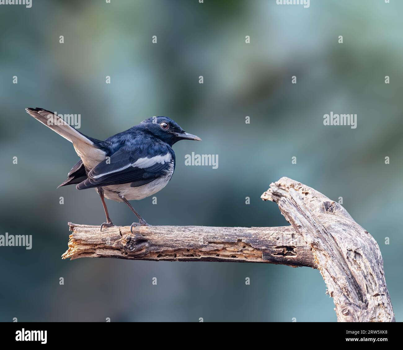 Oriental biodiversity hi-res stock photography and images - Alamy