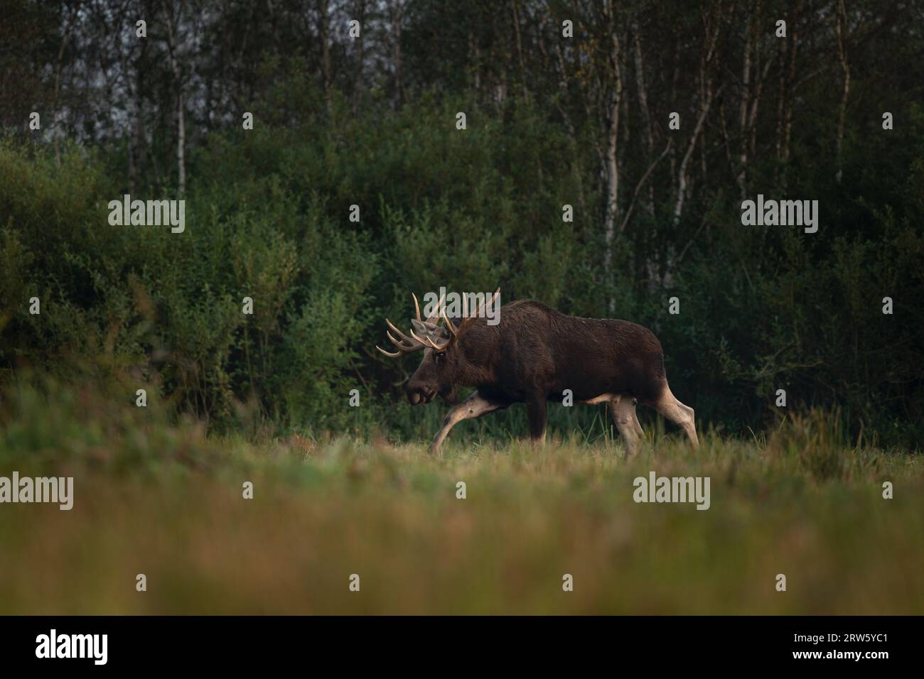 European elk during rut in Biebrzanski Park. Male of elk is walkin on ...