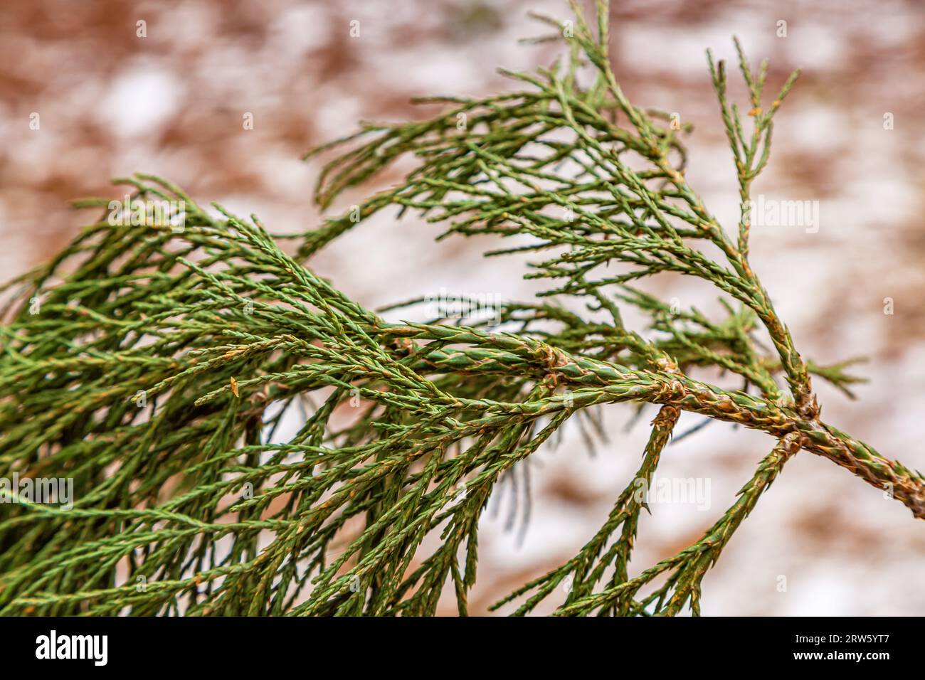 Giant sequoia tree branches hi-res stock photography and images - Alamy