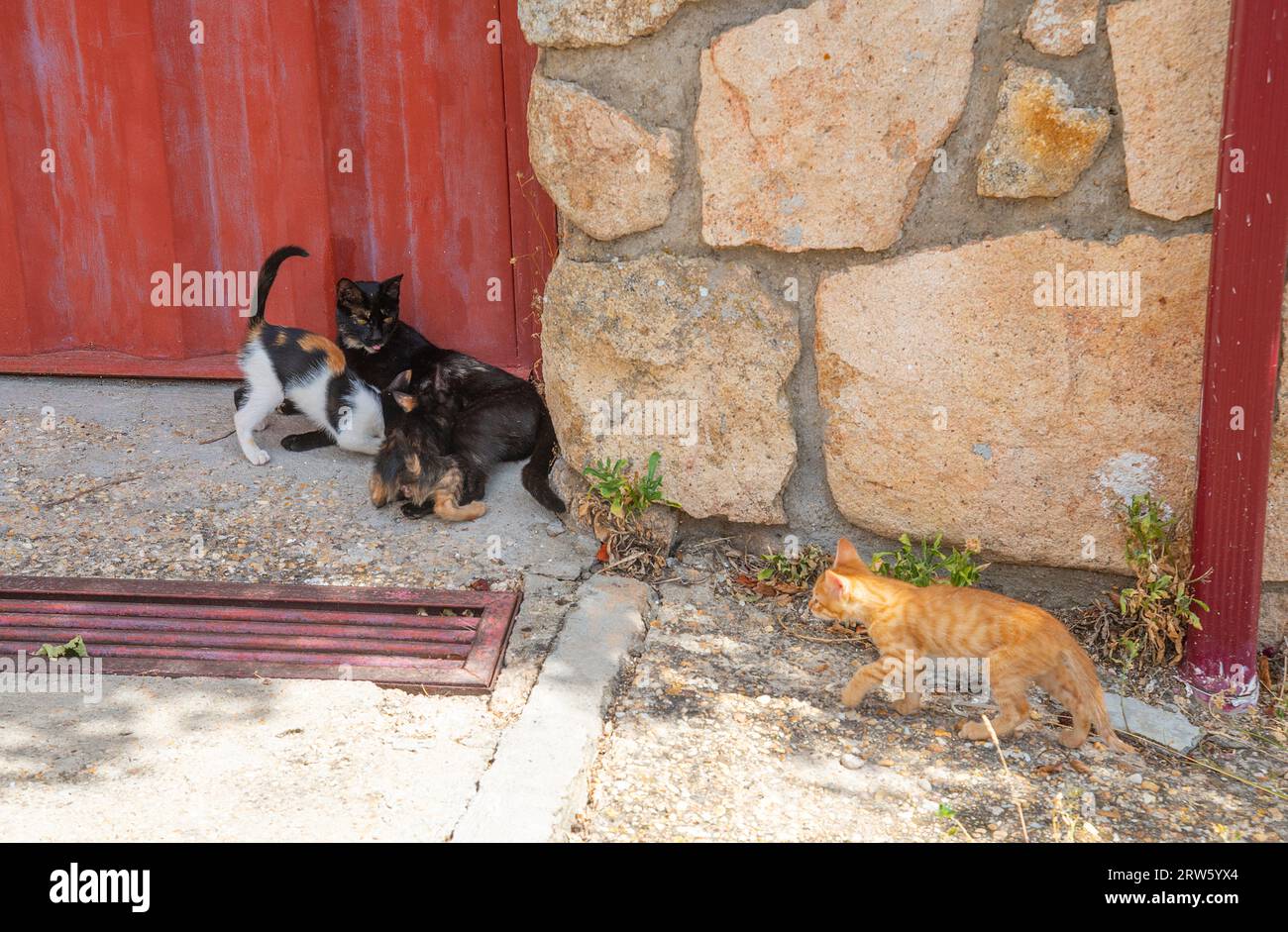 Gatitos callejeros hi-res stock photography and images - Alamy