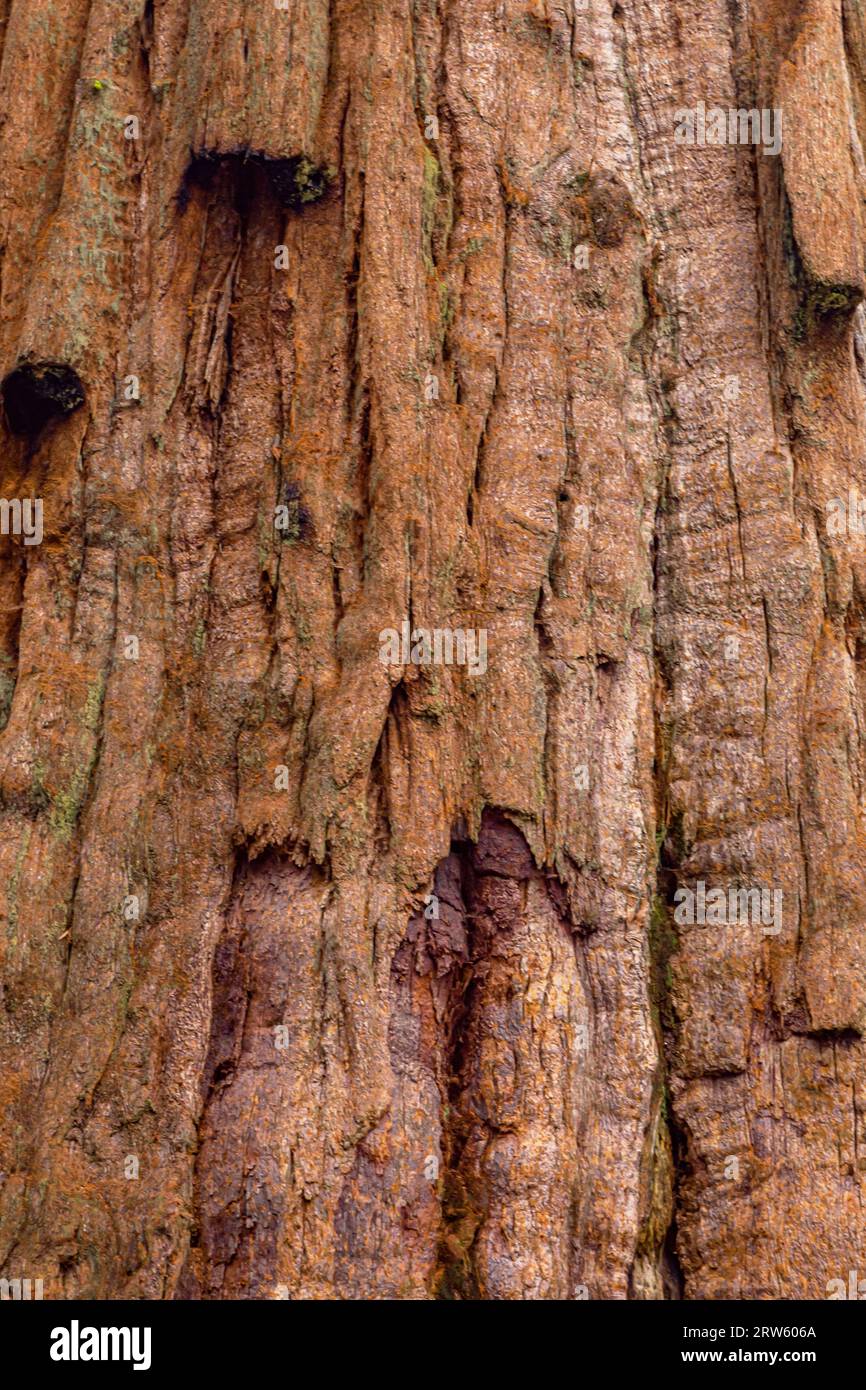 Sequoia sempervirens largest hi-res stock photography and images - Alamy