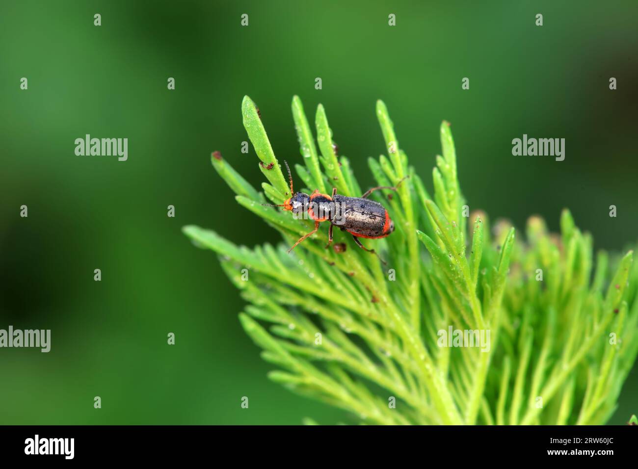 Beautiful beetles on wild plants, North China Stock Photo - Alamy