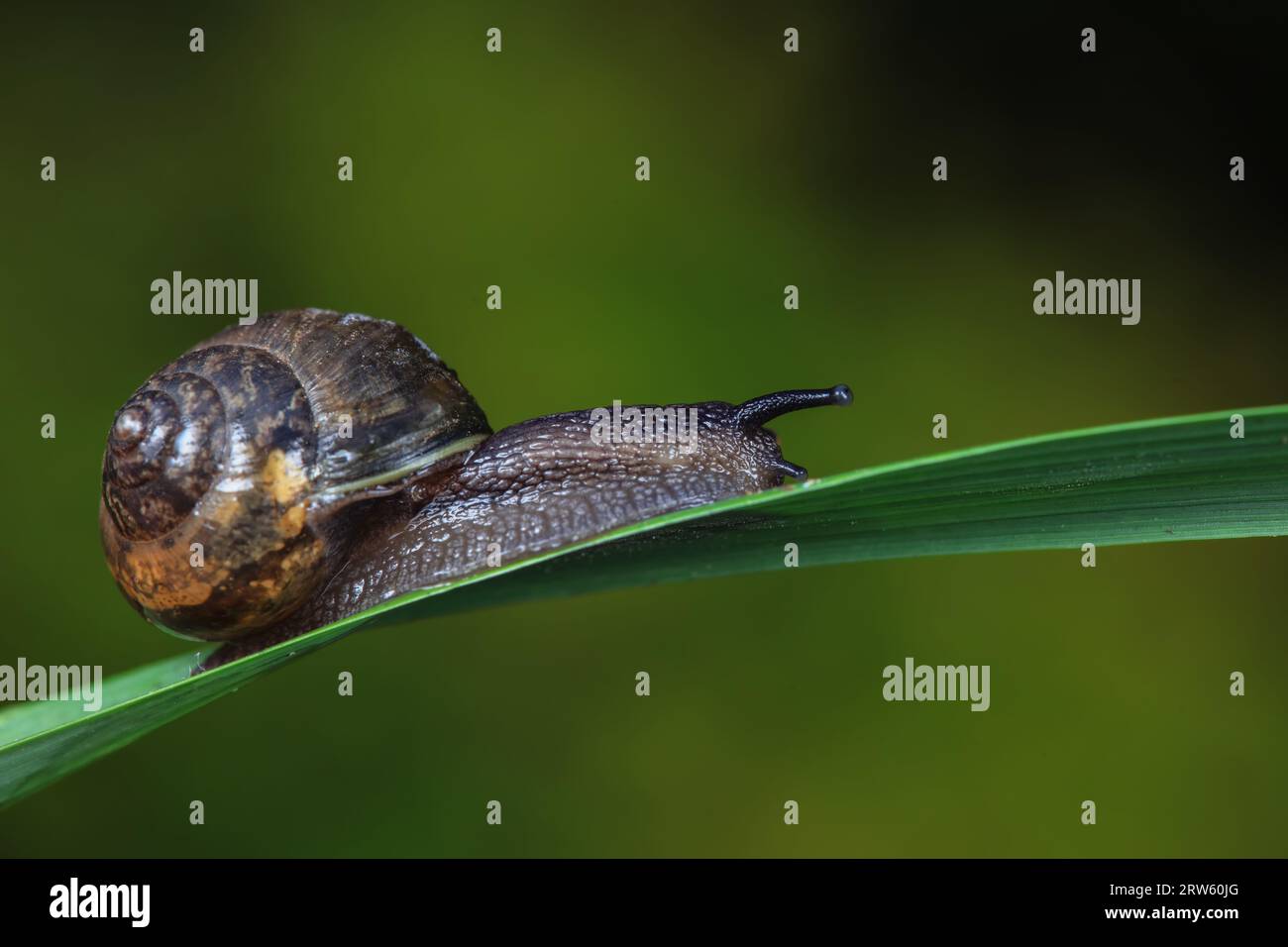 Snails on wild plants, North China Stock Photo - Alamy