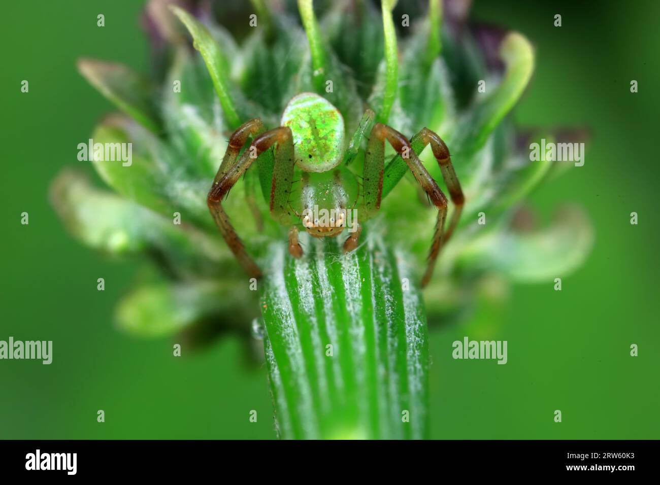 Spiders in the wild, North China Stock Photo - Alamy