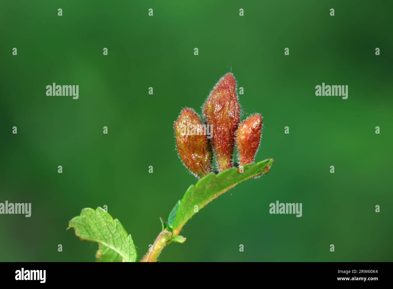 Galls on elm leaves in the wild Stock Photo - Alamy