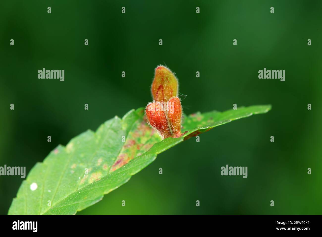 Galls on elm leaves in the wild Stock Photo - Alamy