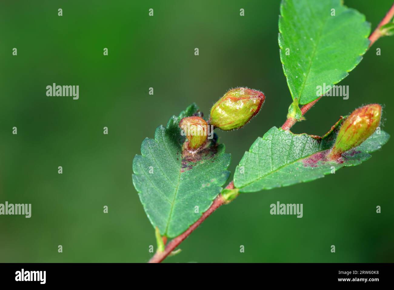Galls on elm leaves in the wild Stock Photo - Alamy