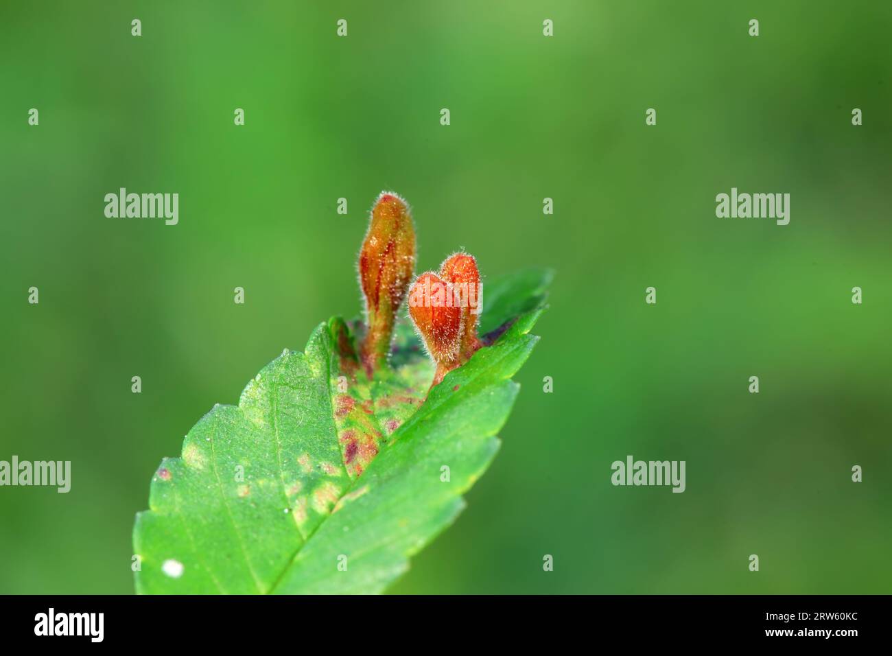 Galls on elm leaves in the wild Stock Photo - Alamy