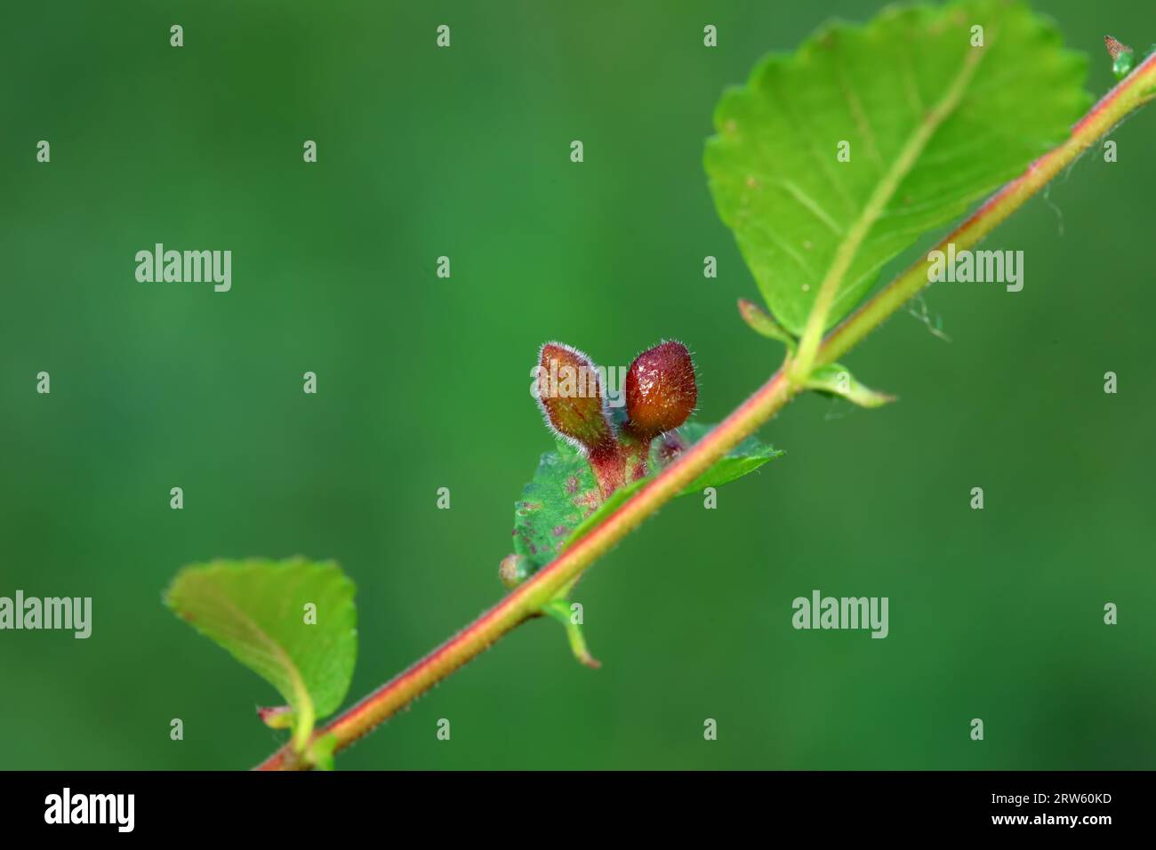 Galls on elm leaves in the wild Stock Photo - Alamy