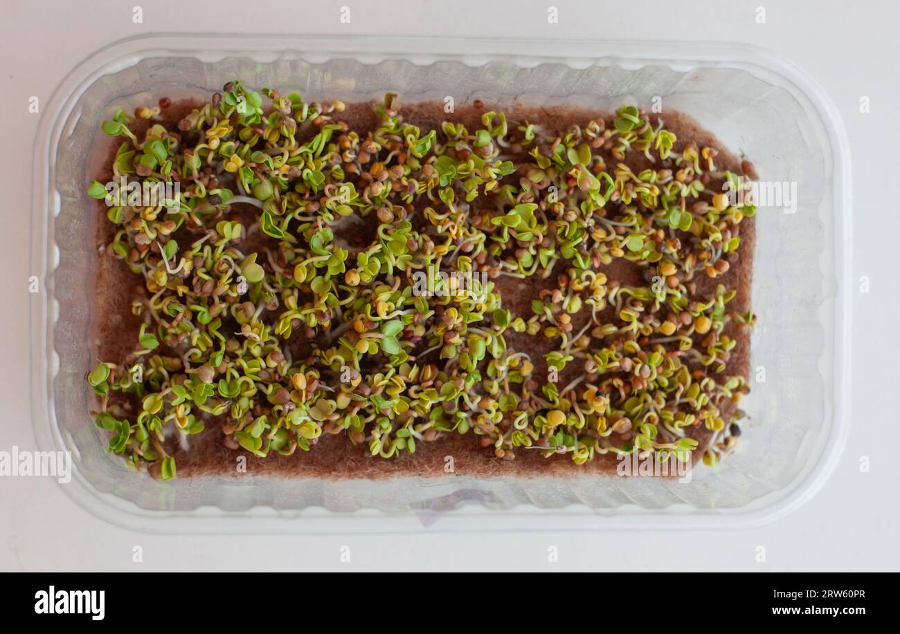 Sprouted radish seeds, microgreens in a tray, top view Stock Photo - Alamy