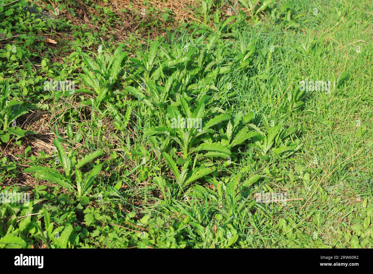 Wild weed thistle, North China Stock Photo - Alamy