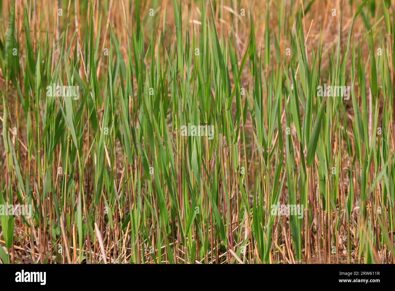 Reed leaves in nature, North China Stock Photo - Alamy