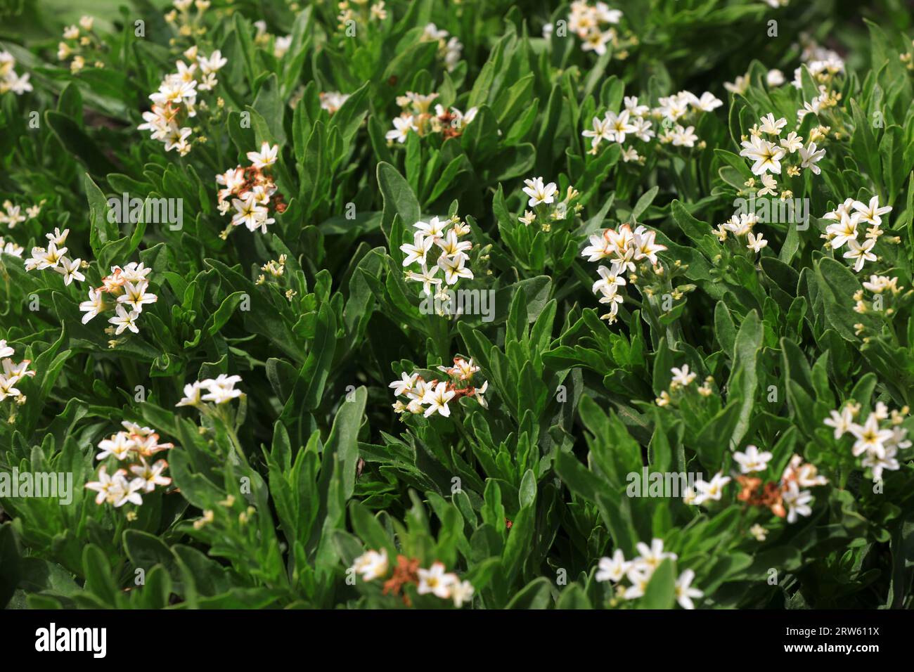 Sand guiding grass flowers on saline alkali land, North China Stock ...
