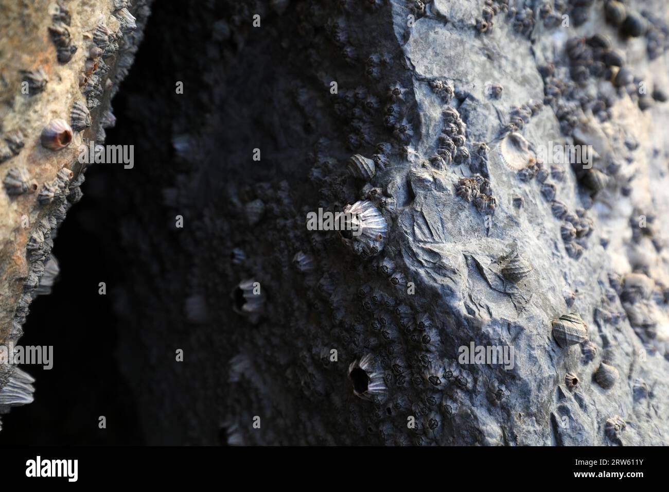 Strange barnacles hi-res stock photography and images - Alamy