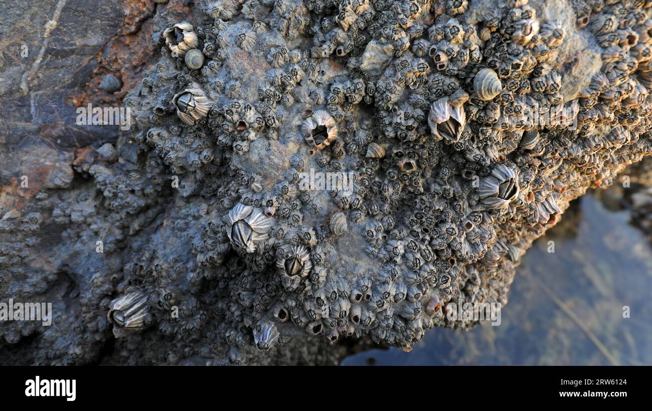 Barnacles grow on coastal rocks in North China Stock Photo - Alamy