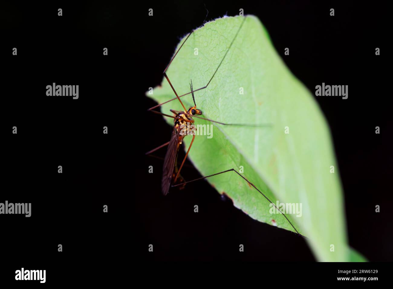 mosquito insect in the wild, North China Stock Photo - Alamy