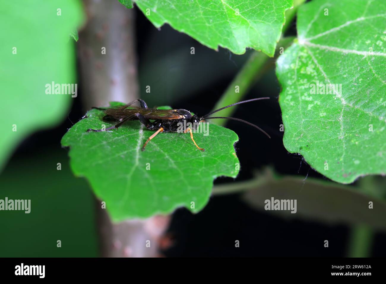 Bee insects in the wild, North China Stock Photo - Alamy