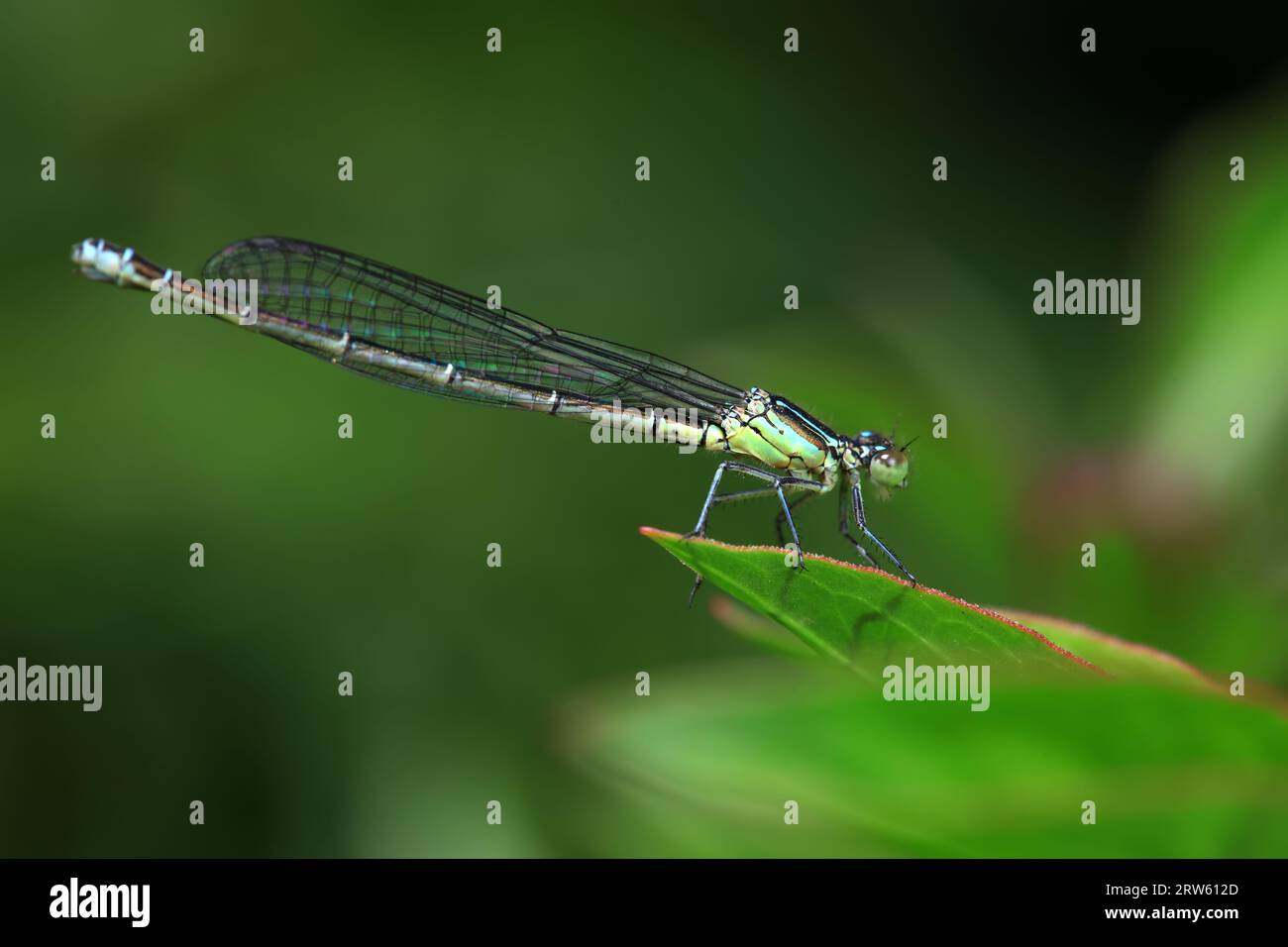 damselfly, a dragonfly insect, North China Stock Photo - Alamy