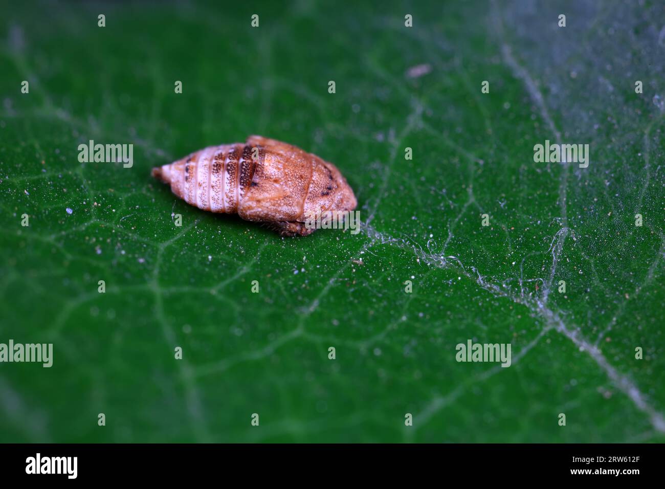 Leaf cicada on wild plants, North China Stock Photo - Alamy
