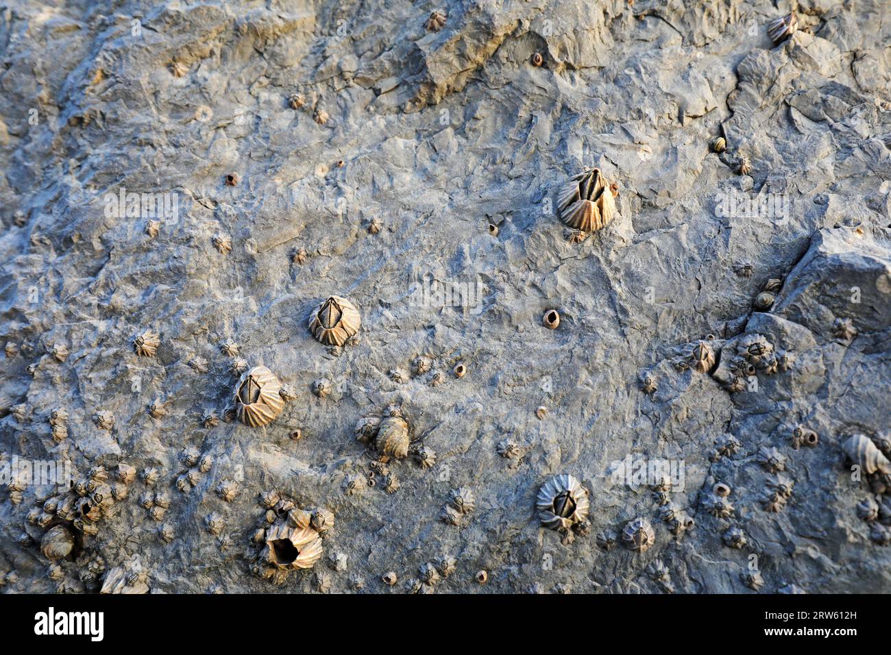 Barnacles grow on coastal rocks in North China Stock Photo - Alamy