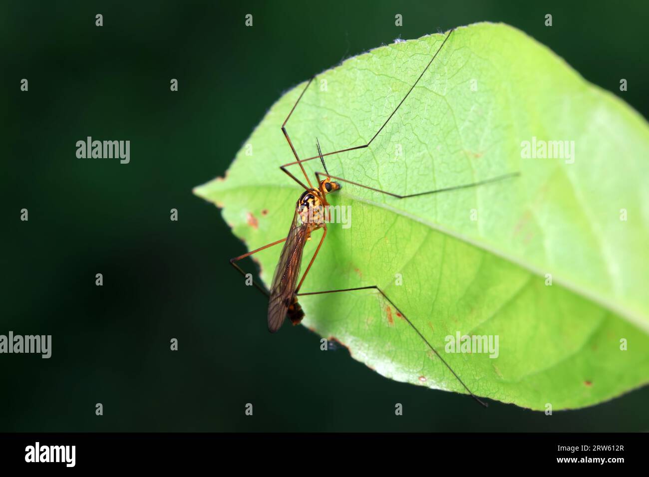 mosquito insect in the wild, North China Stock Photo - Alamy