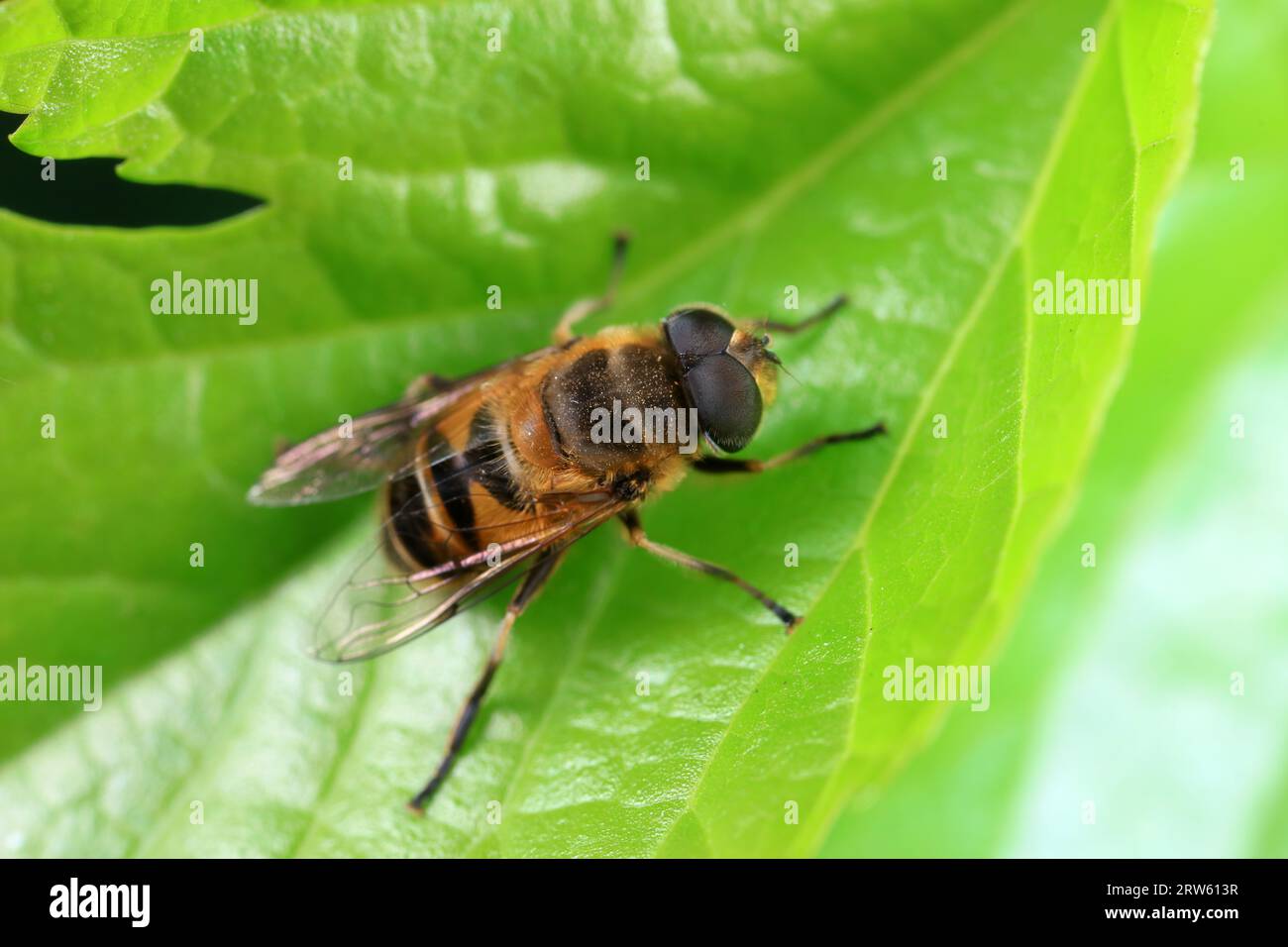Aphid eating flies in the wild, North China Stock Photo - Alamy