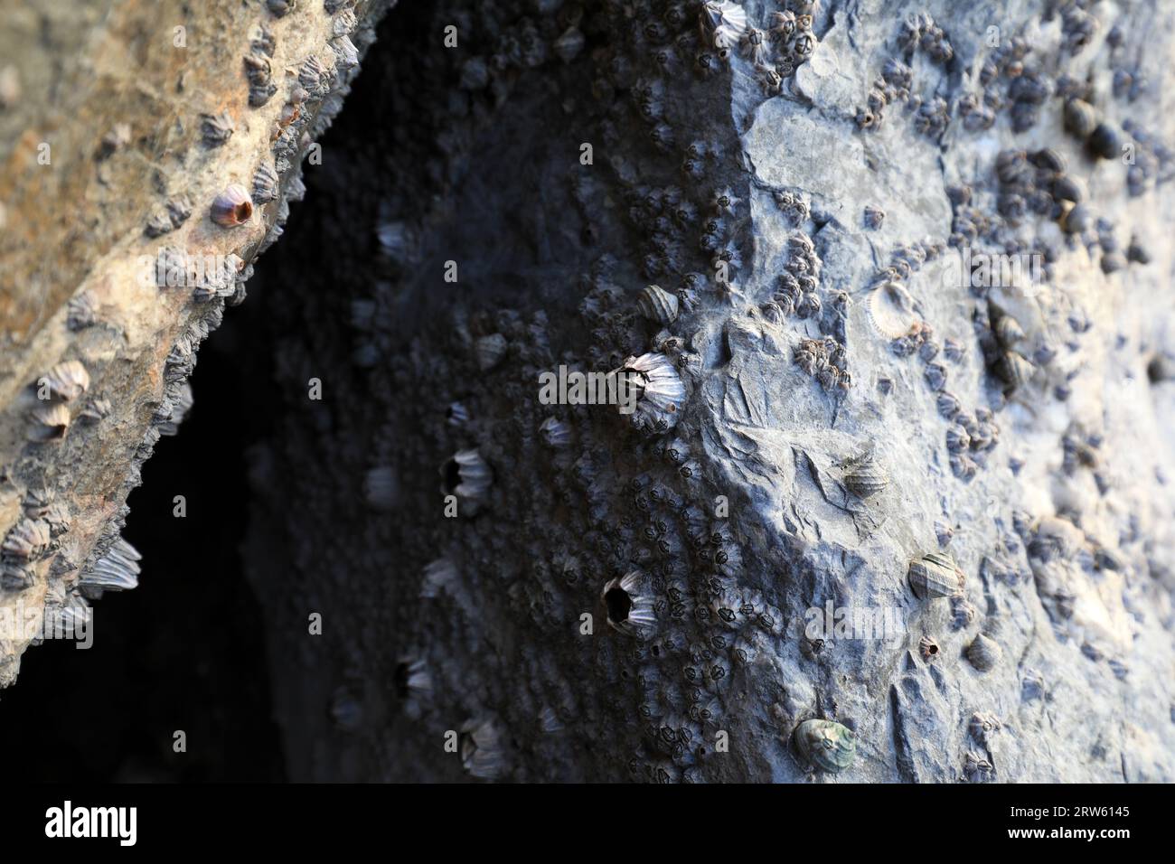 Barnacles grow on coastal rocks in North China Stock Photo - Alamy