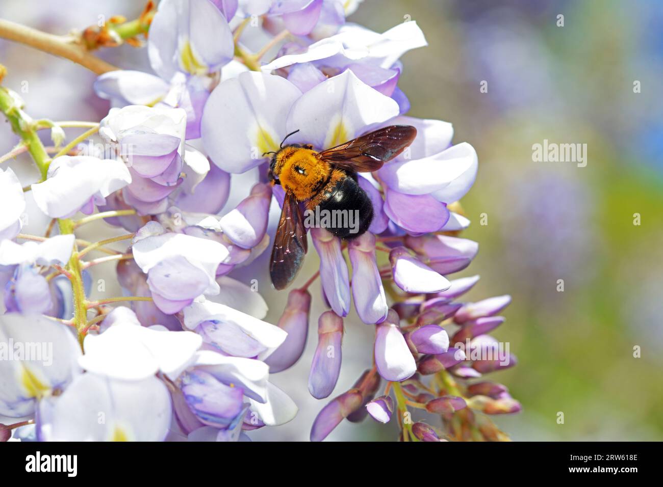 Yellow breasted wasp collects honey on Wisteria flowers, North China ...