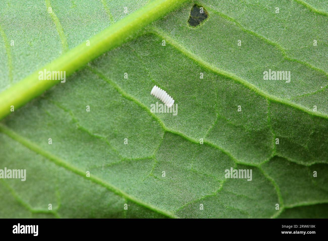 Insect eggs on wild plants, North China Stock Photo - Alamy