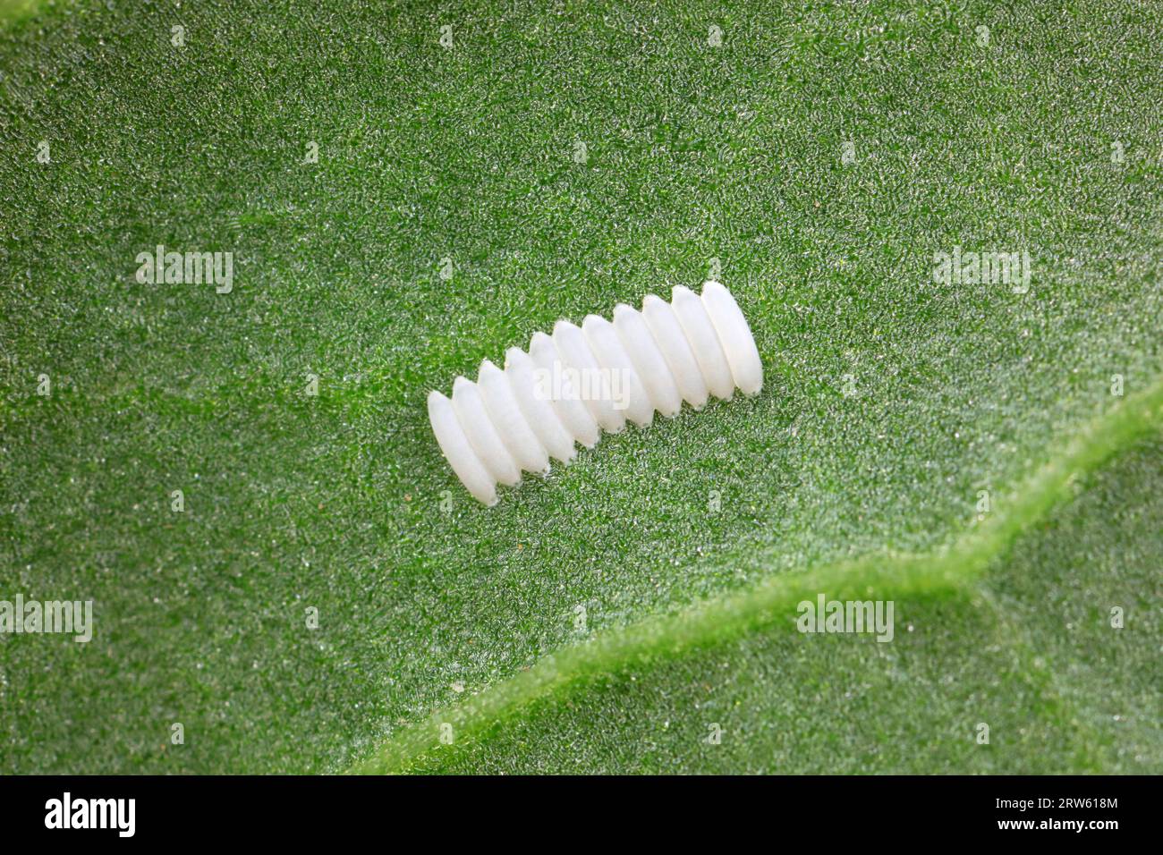 Insect eggs on wild plants, North China Stock Photo - Alamy