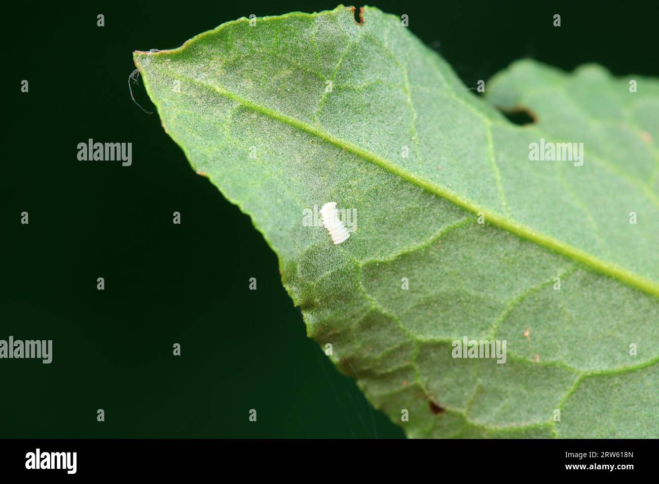 Insect eggs on wild plants, North China Stock Photo - Alamy
