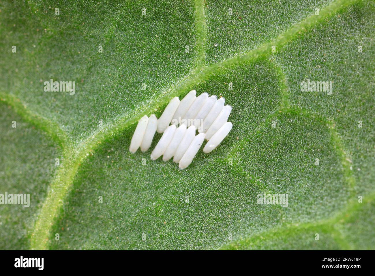Insect eggs on wild plants, North China Stock Photo - Alamy