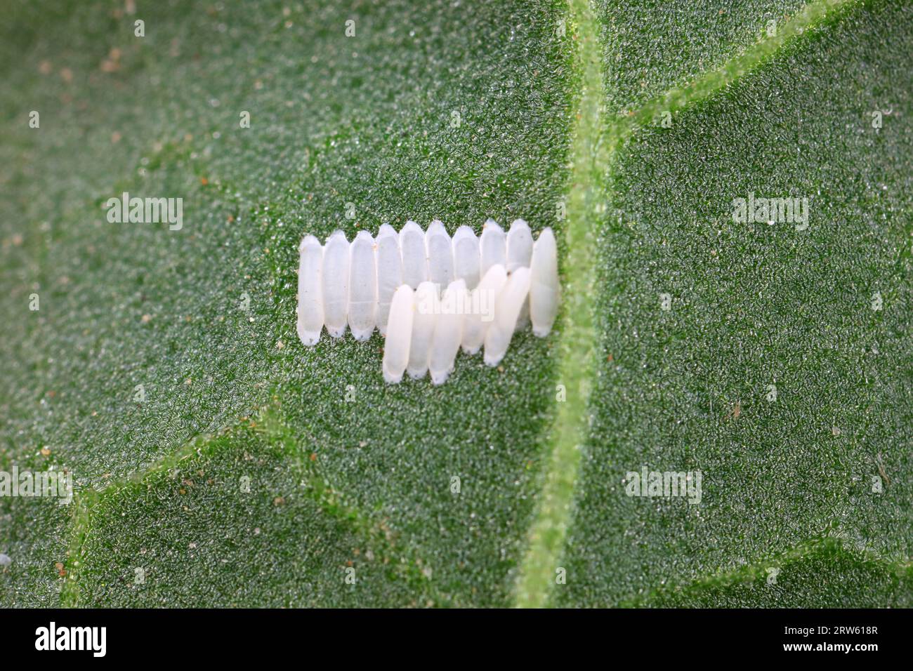 Insect eggs on wild plants, North China Stock Photo - Alamy