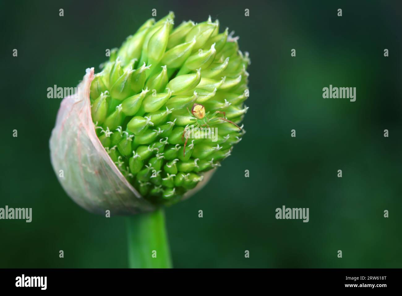 Crab spider on the flowers of scallion, North China Stock Photo - Alamy