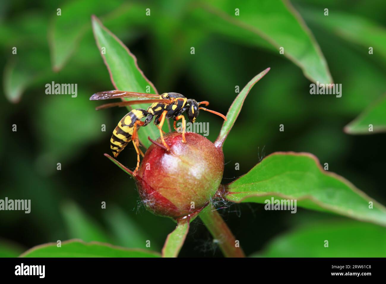 Wasps in the wild hi-res stock photography and images - Alamy