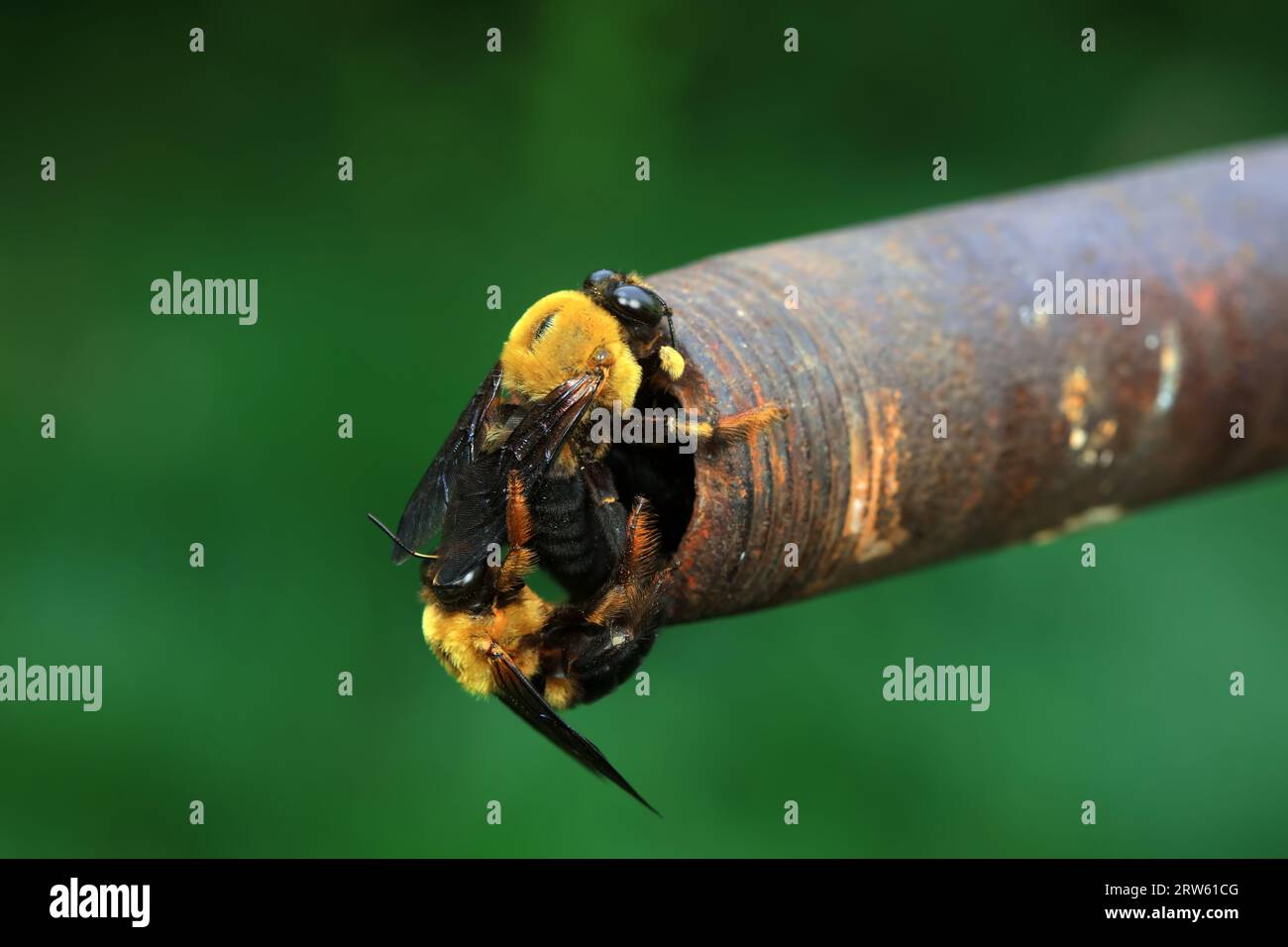 Yellow breasted wasp collects honey on Wisteria flowers, North China ...