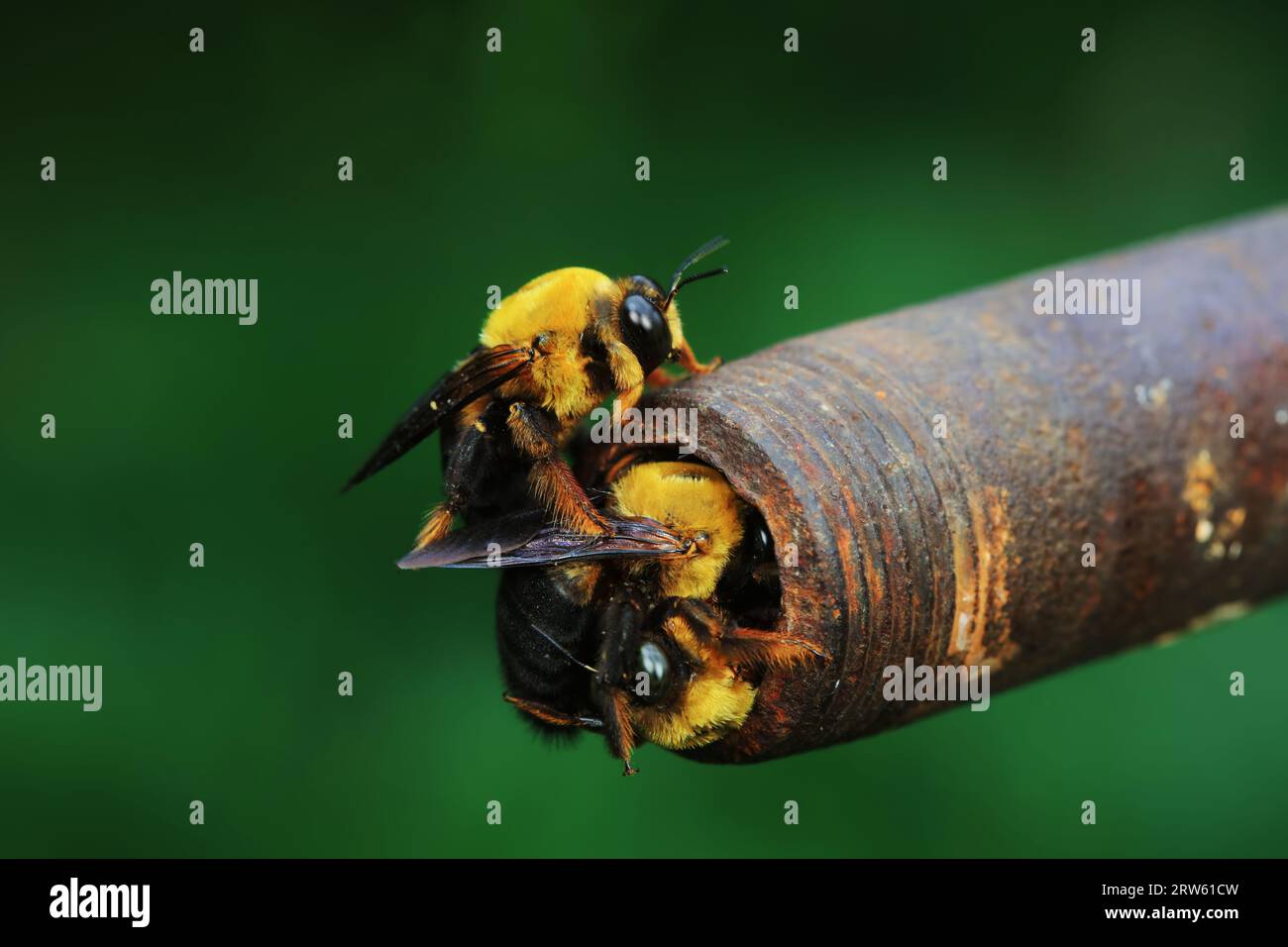Yellow breasted wasp collects honey on Wisteria flowers, North China ...