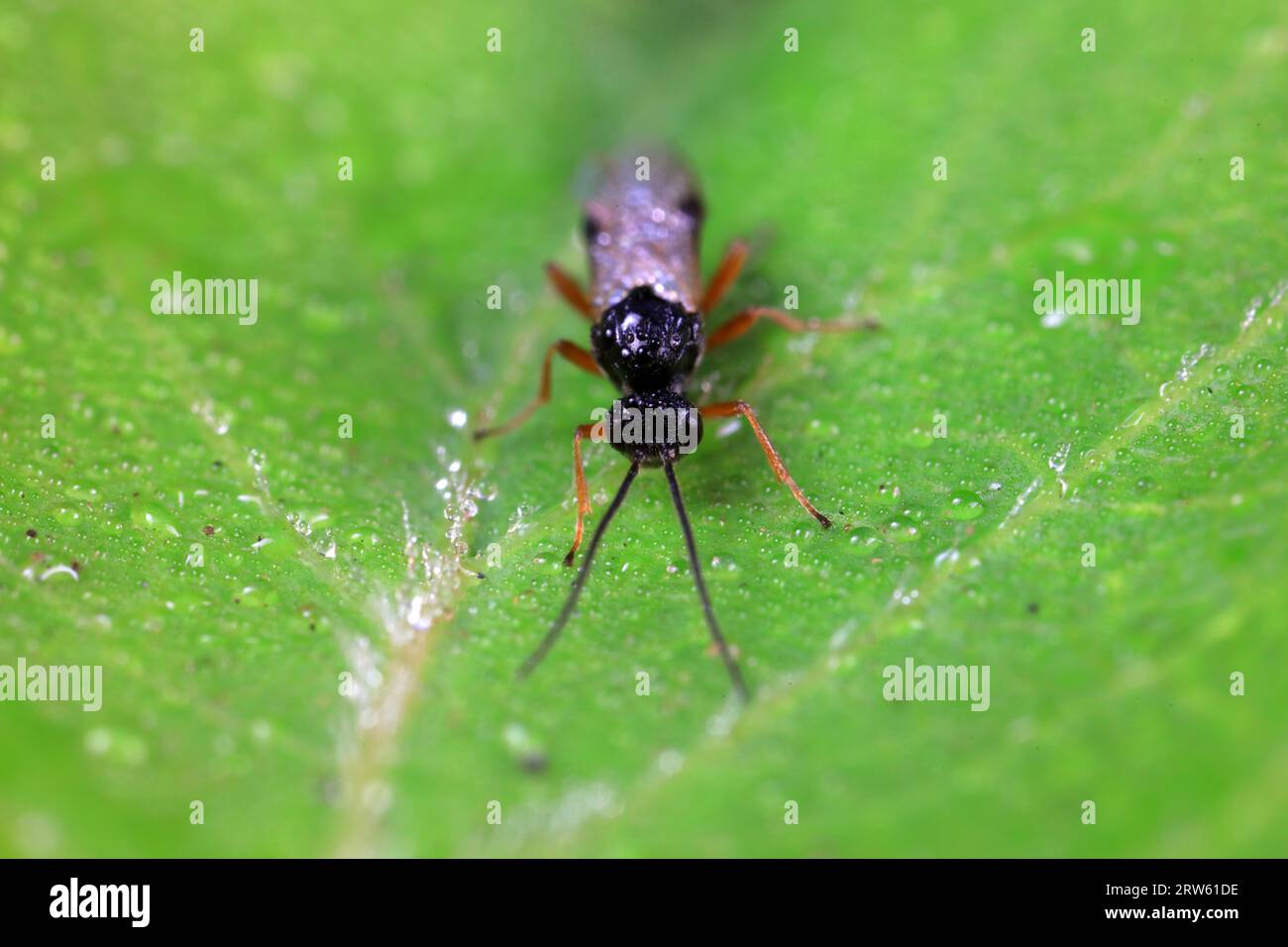 Bee insects in the wild, North China Stock Photo - Alamy