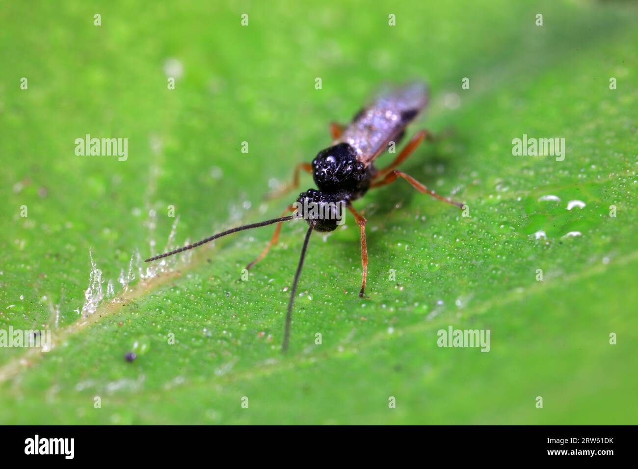 Bee insects in the wild, North China Stock Photo - Alamy
