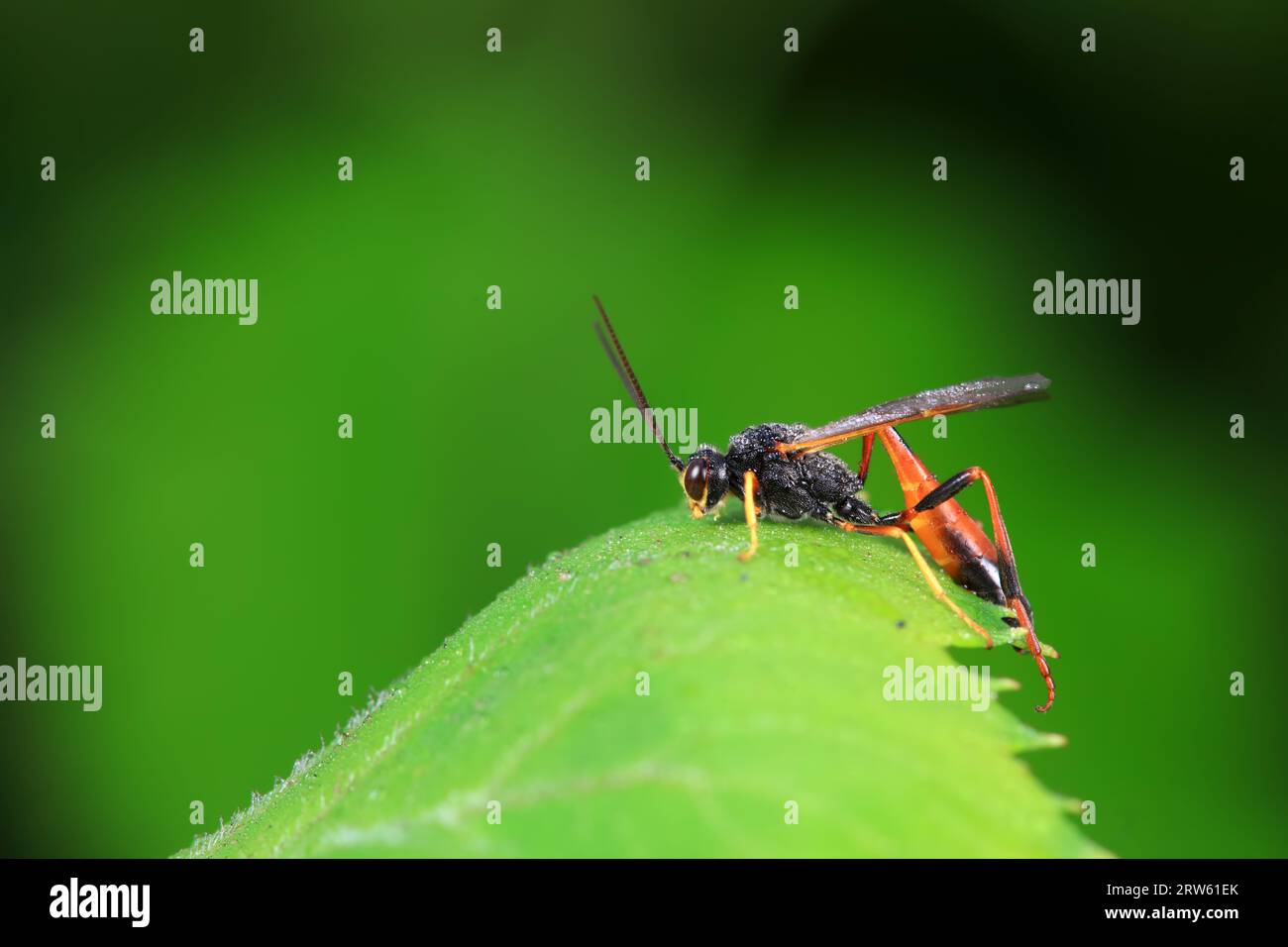 Bee insects in the wild, North China Stock Photo - Alamy