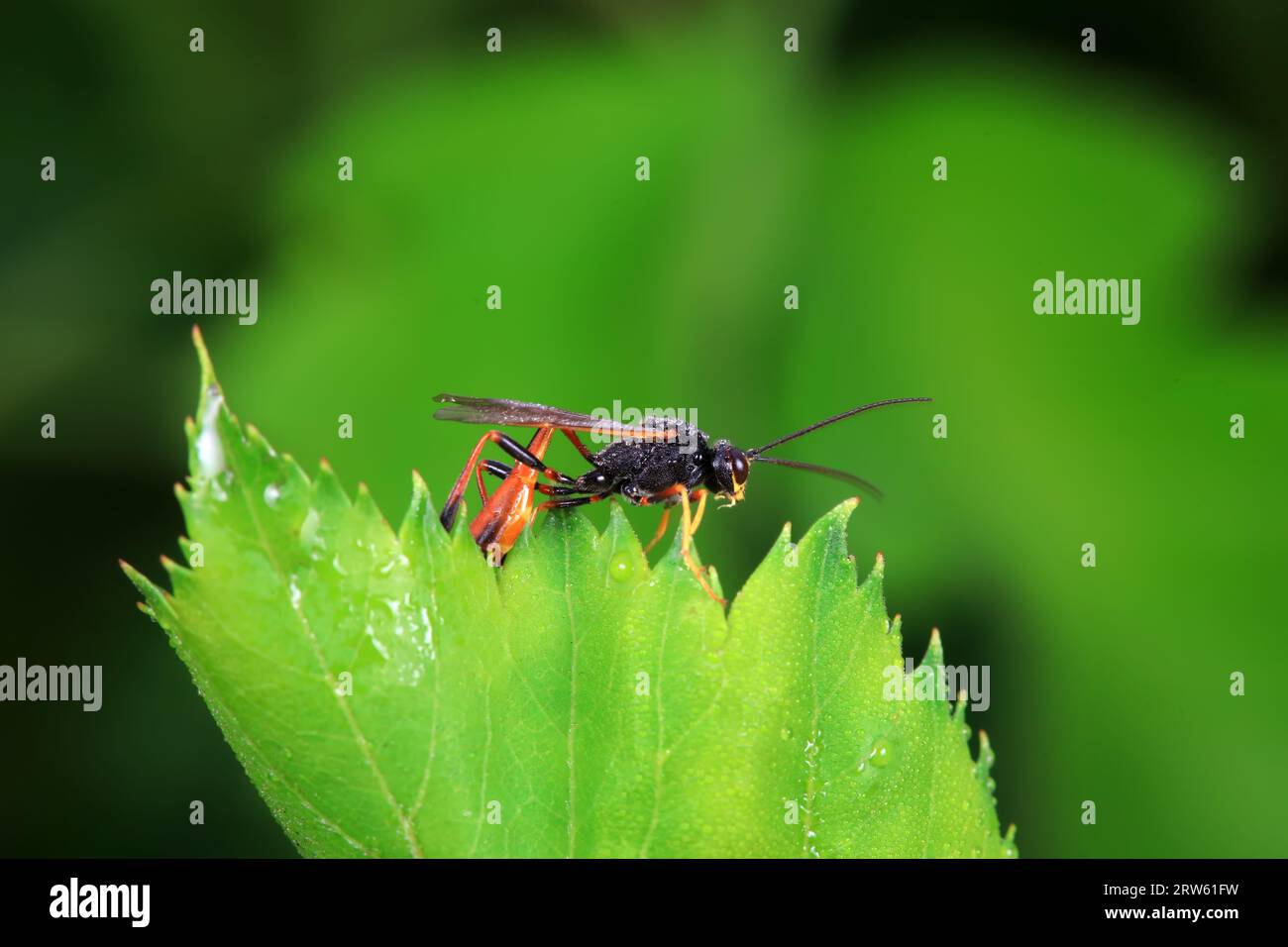 Bee insects in the wild, North China Stock Photo - Alamy