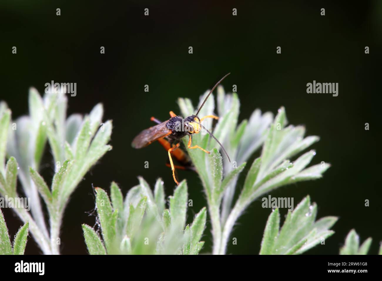 Bee insects in the wild, North China Stock Photo - Alamy