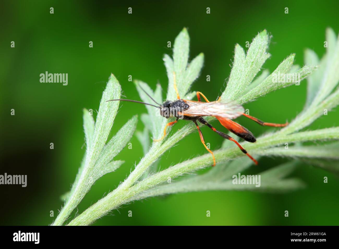 Bee insects in the wild, North China Stock Photo - Alamy