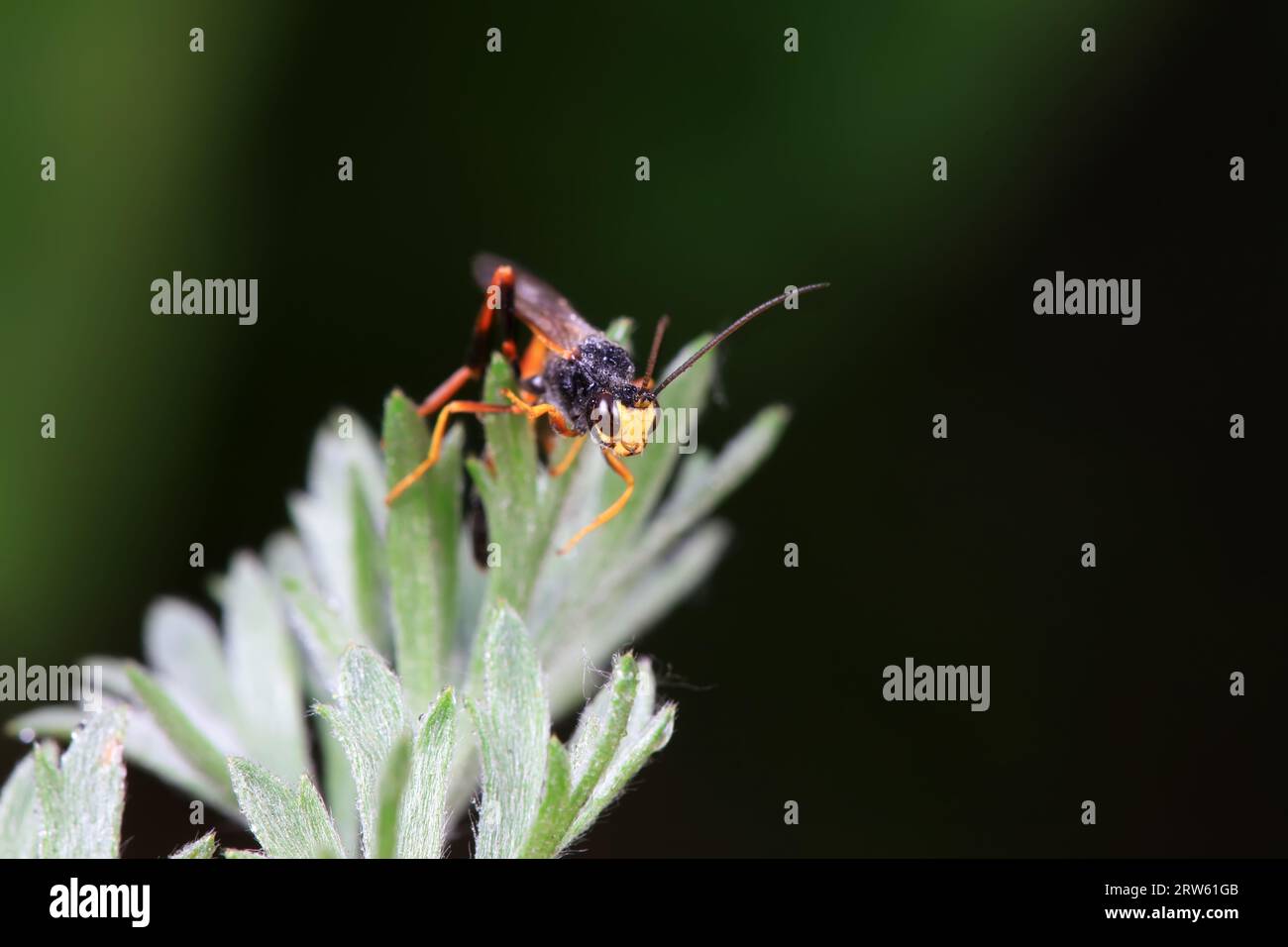 Bee insects in the wild, North China Stock Photo - Alamy