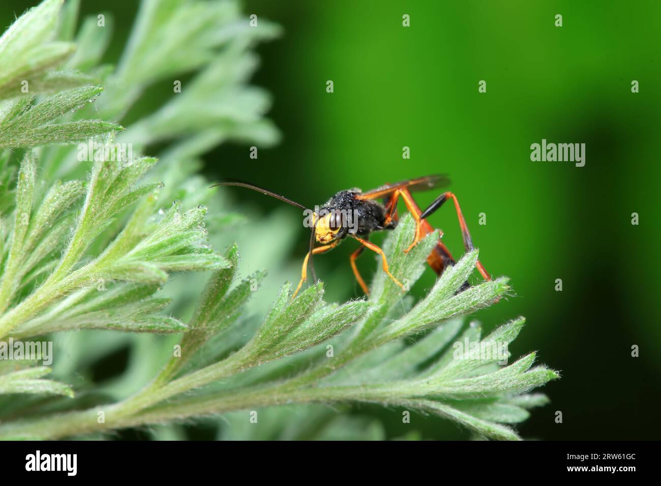Bee insects in the wild, North China Stock Photo - Alamy