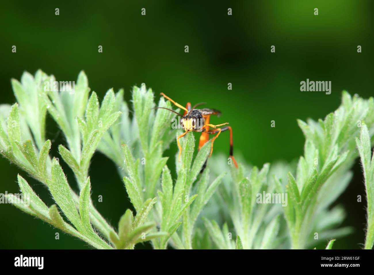 Bee insects in the wild, North China Stock Photo - Alamy